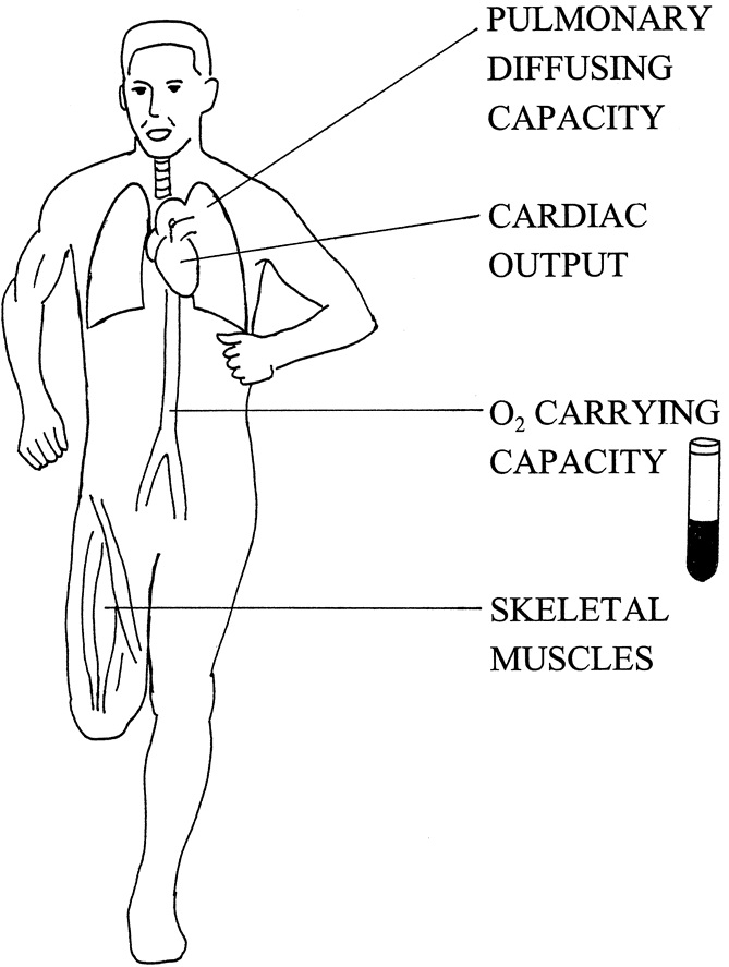 VO2 Max Essentials Part I: What Limits VO2 Max?