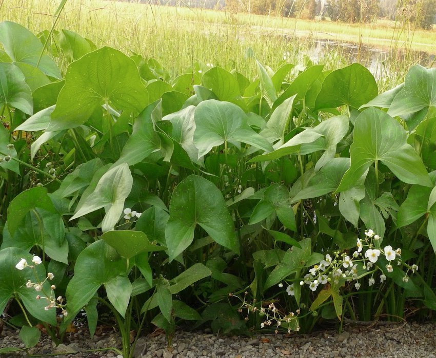Wapato: The Incredible, Edible Duck Potato - by TheLastFarm