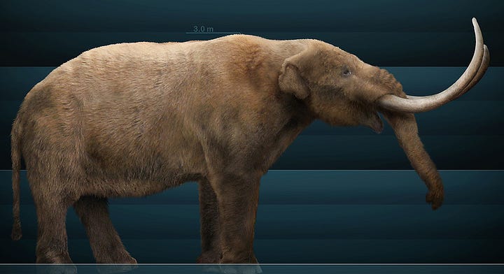 DNA From Extinct Mastodons Reveals a Story of Climate and Collapse