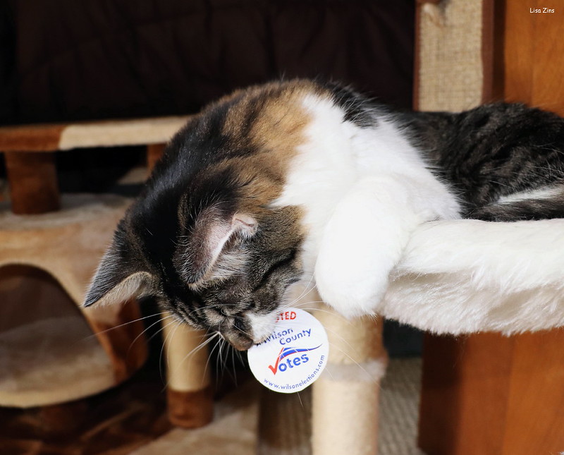 DHS Takes Break From Ethnic Cleansing To Help States Do Voter Suppression