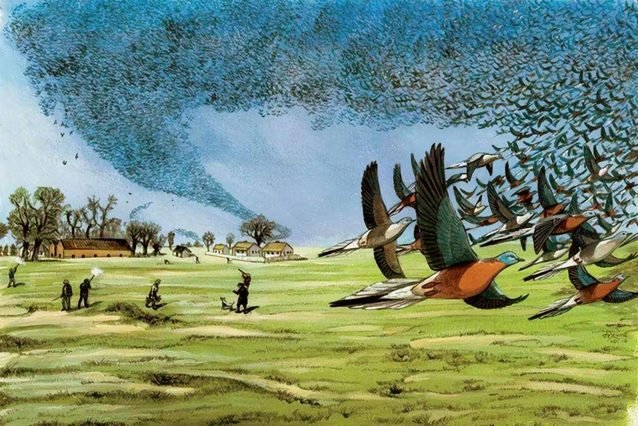 A Brief History of the Pigeons of Toronto - by Adam Bunch