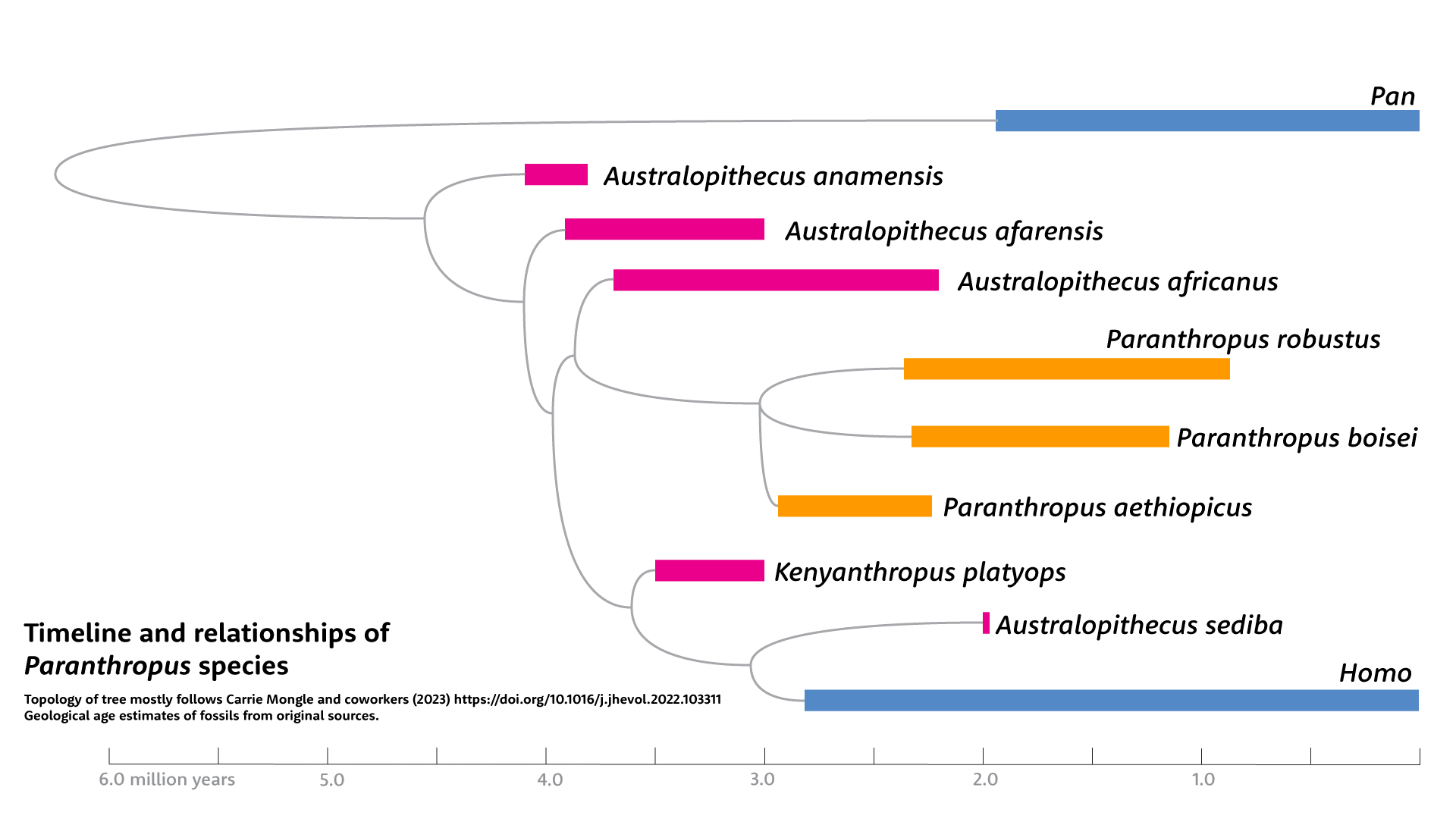 Guide to Paranthropus species - John Hawks