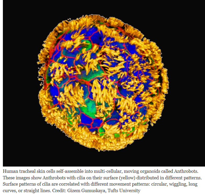 Artificial Intelligence Designed Xenobots 3.0: The World's Self Replicating Living Robots And ...