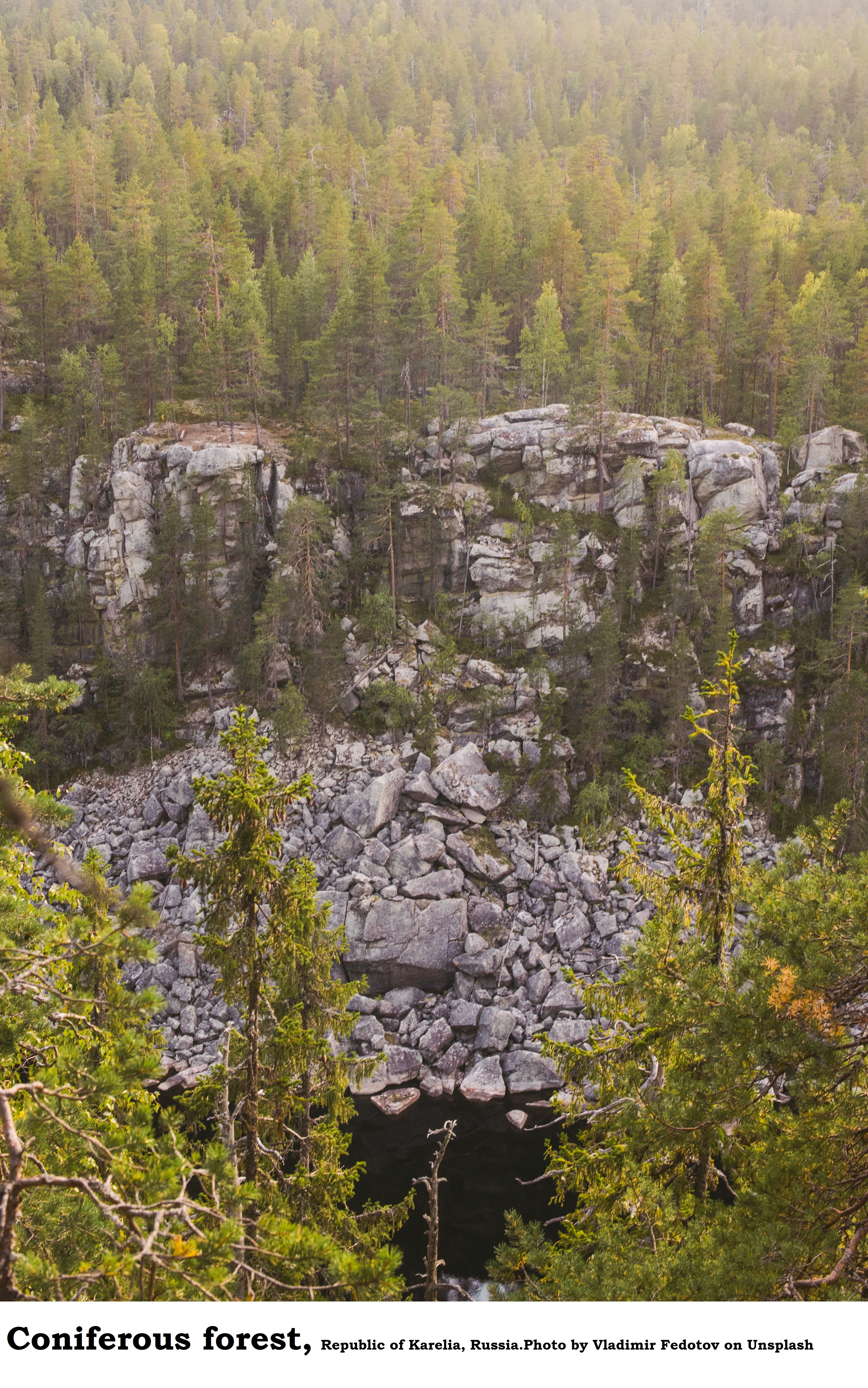 Forests and the Carbon Cycle - by Ritchie Cunningham