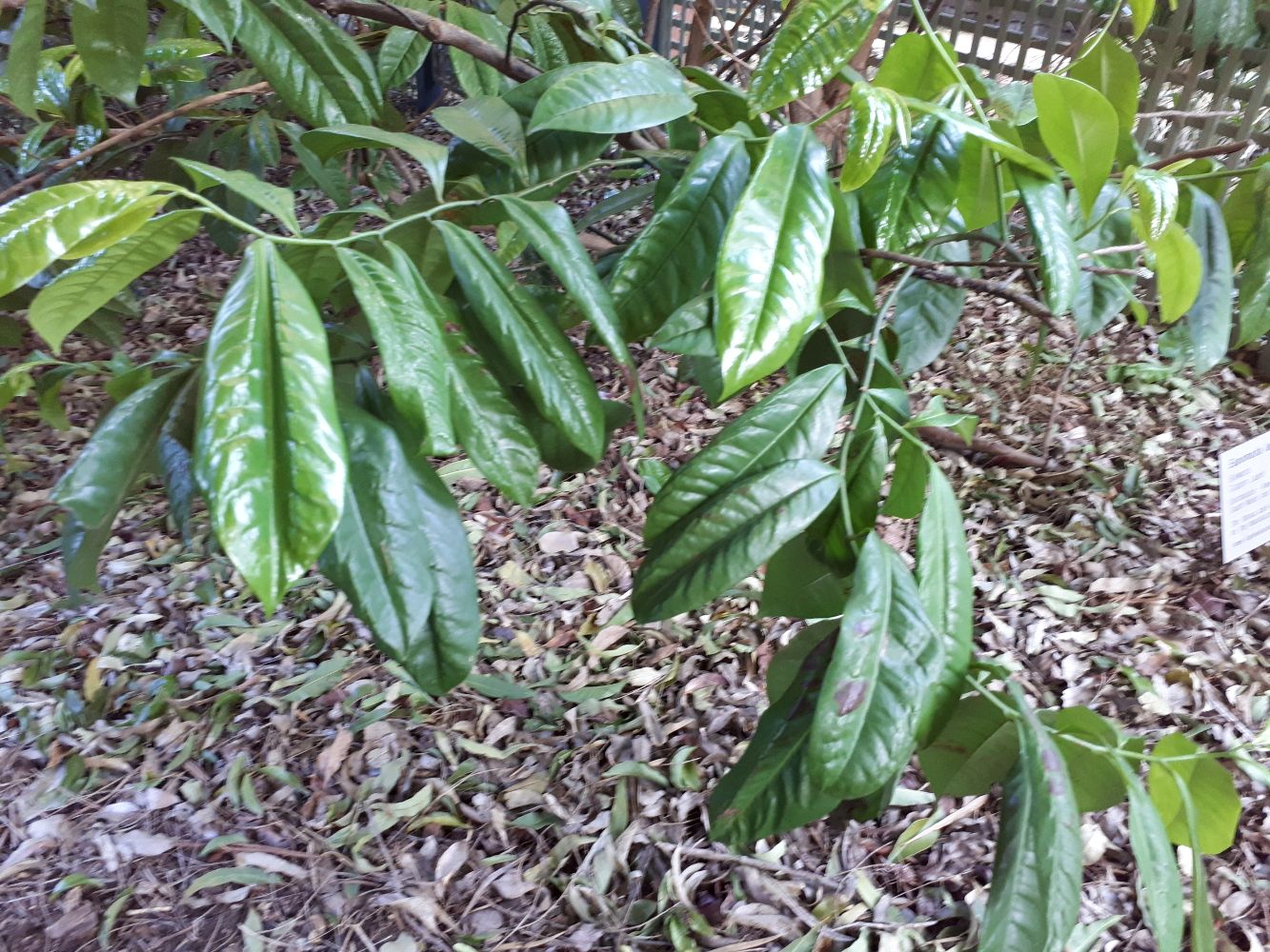 Bolwarra/Native Guava - by J.P. - Bush Food Forager