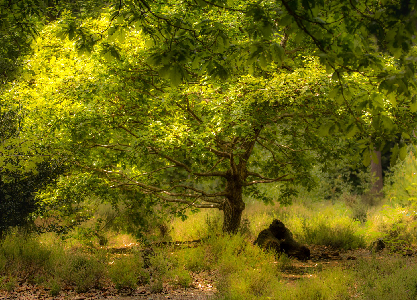 Nemophilist Meaning: Loving Woods & Wild Places