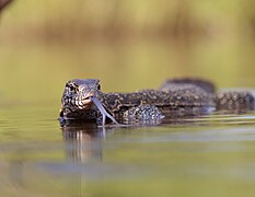 Florida's Invasive Species -- Nile Monitor Lizard