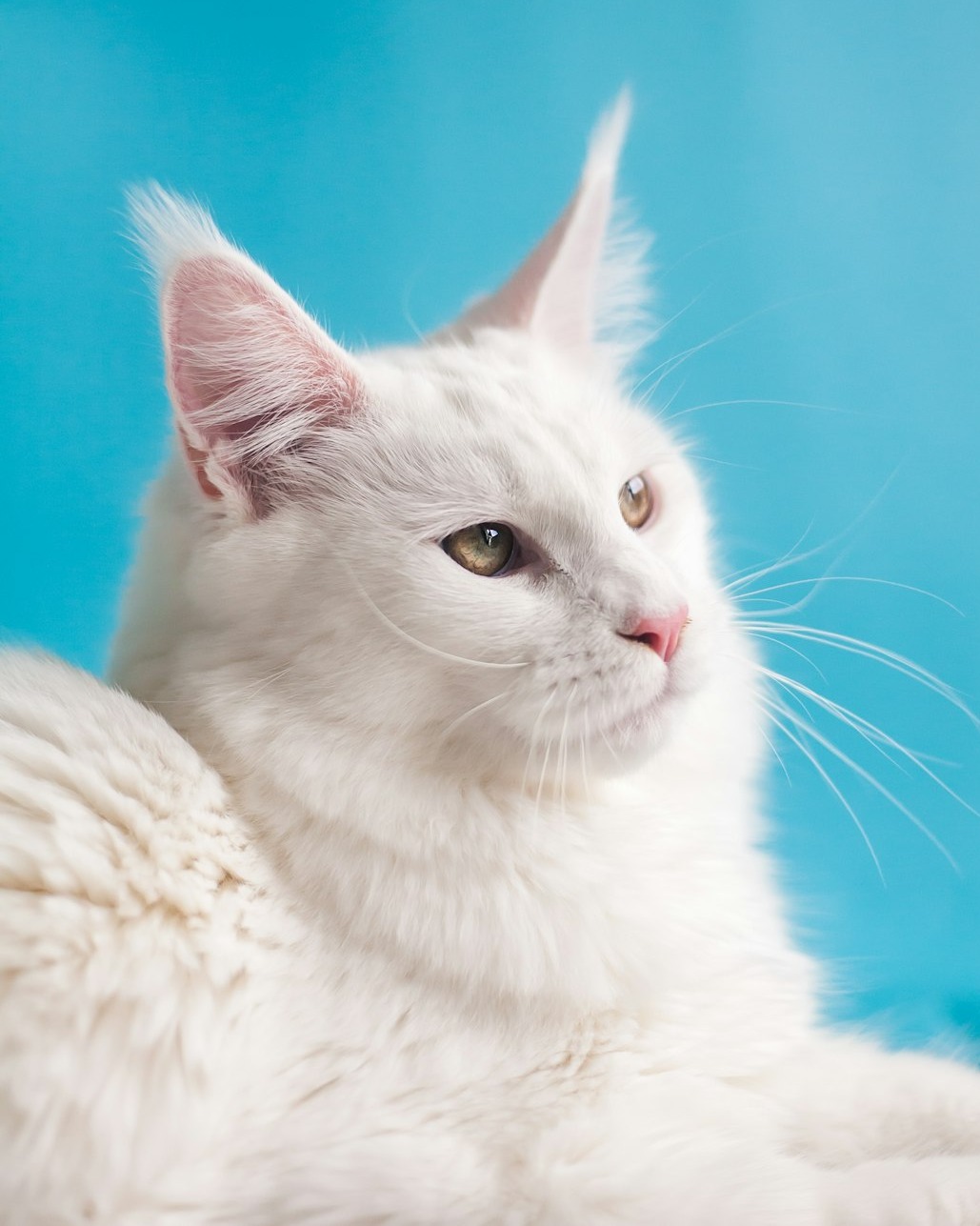 The Science of Cat Coat Colors - by Xenia Jones