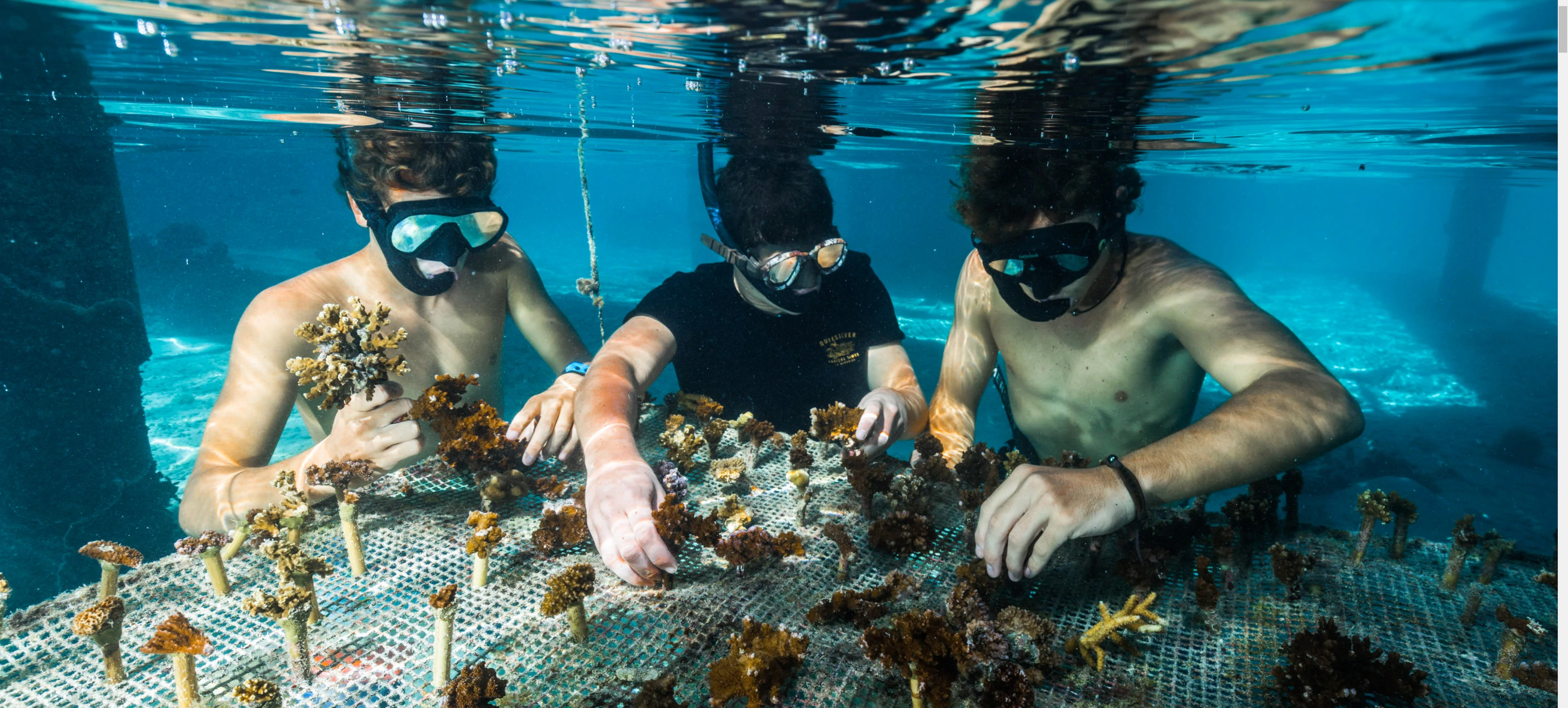Regenerative Ocean Gardening, Kelp Farming and Marine Permaculture