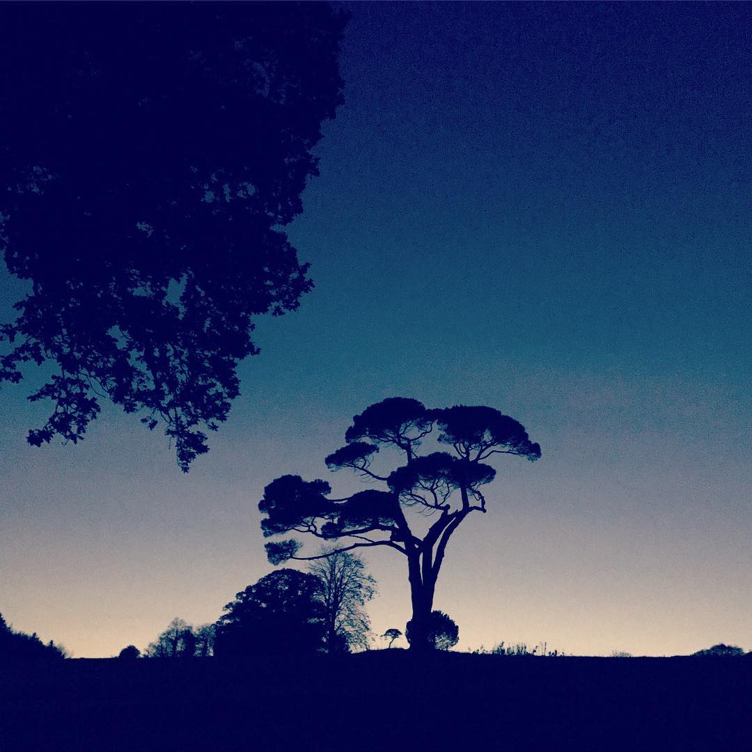 Tom Cox on Substack: "I don't know how the phrase "tree hugger" can ever be seen as an insult ...