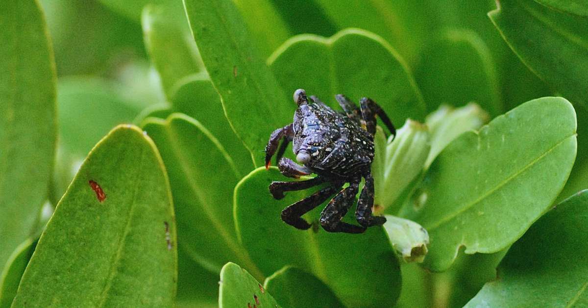 Crabs Climbing Trees | Exploring Nature - by Joni West