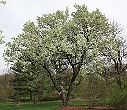 A flowering tree that smells like stinky fish