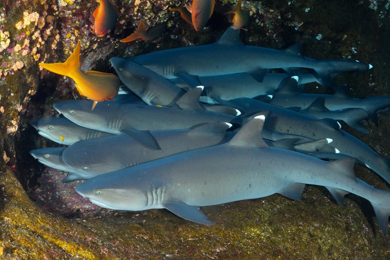 Sharks and Rays and Skates and Chimaeras: Spielberg/Benchley Messed it ...