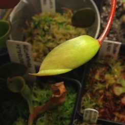 GROWING HELIAMPHORA - by Dan DiPietro - Carnivorous Journey