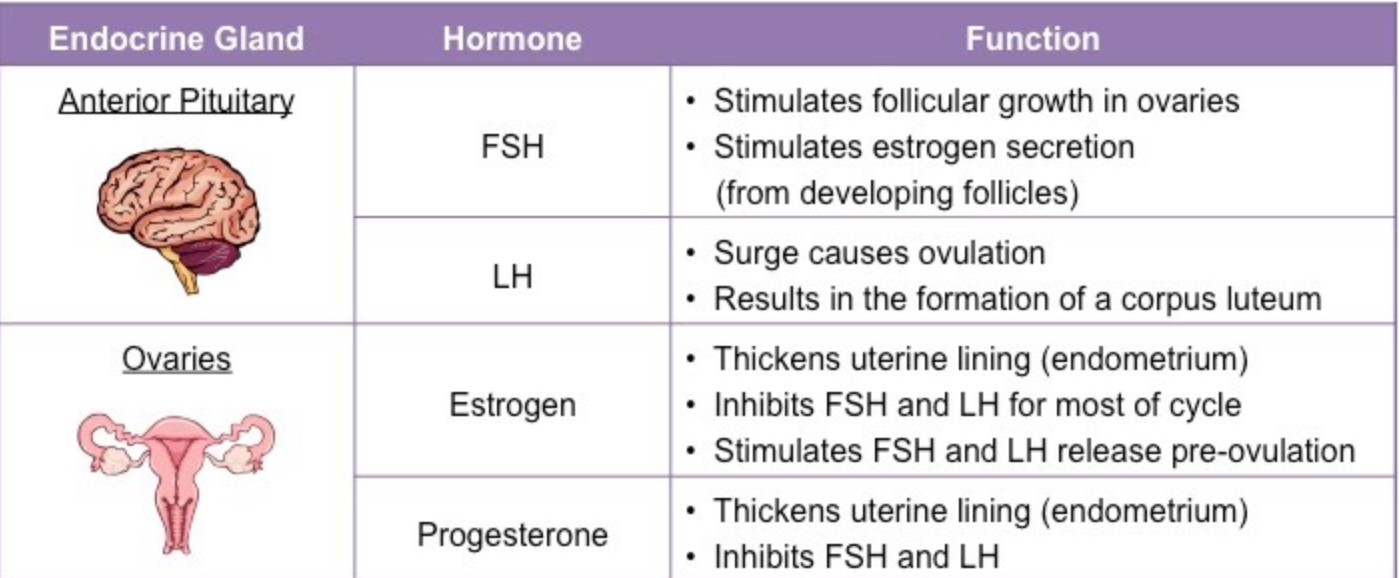 The Menstrual Cycle in Three Systems: Endocrine, Ovarian, Endometrial