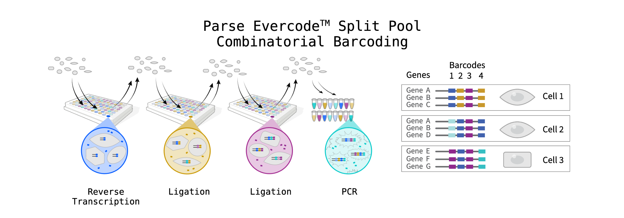 So, what is the difference between Parse and Scale Bio scRNA-seq kits?