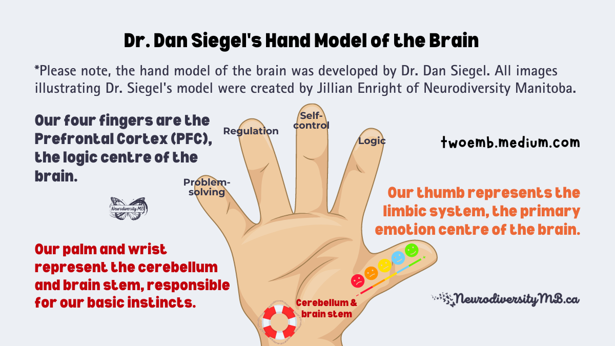 Dr. Siegel’s Hand Model of the Brain - by Jillian Enright