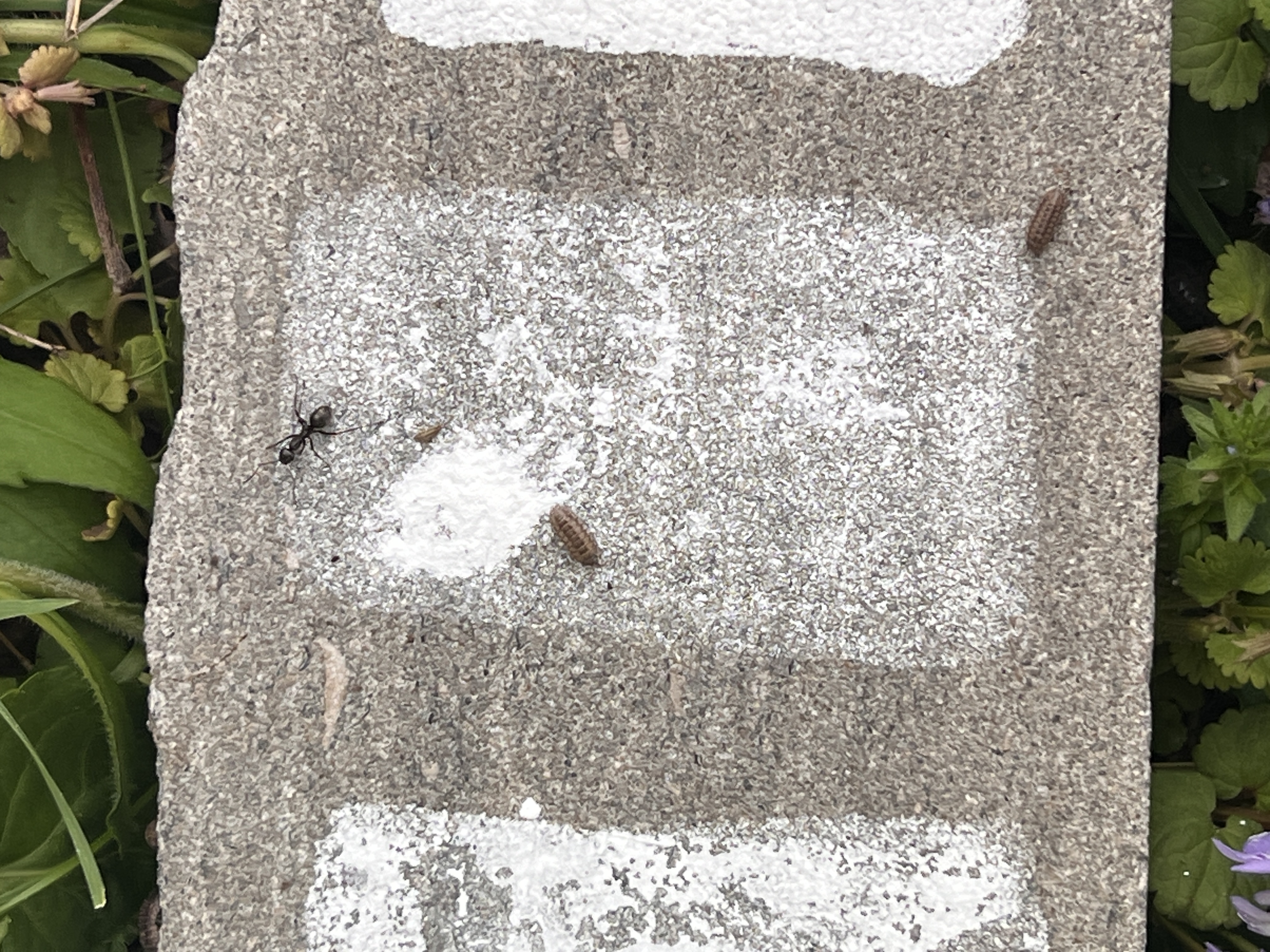 Testing Natural Paint Binders - by Rachel Kavathe Studio